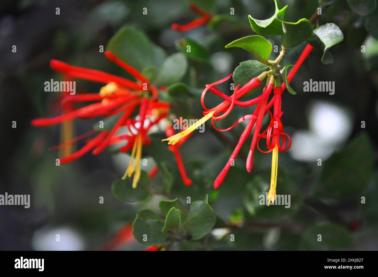 Tristerix hi-res stock photography and images - Alamy