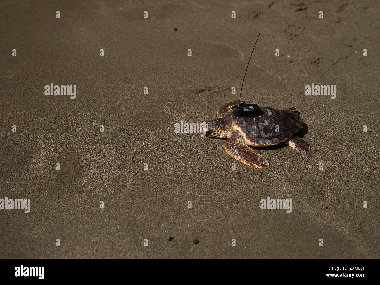 A loggerhead sea turtle (Caretta caretta) carrying a monitoring device ...