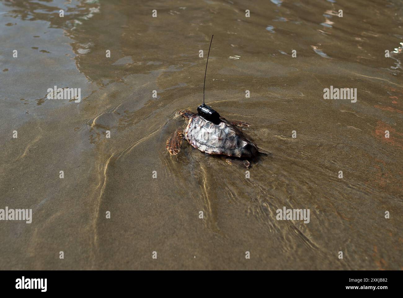 A loggerhead sea turtle (Caretta caretta) carrying a monitoring device ...