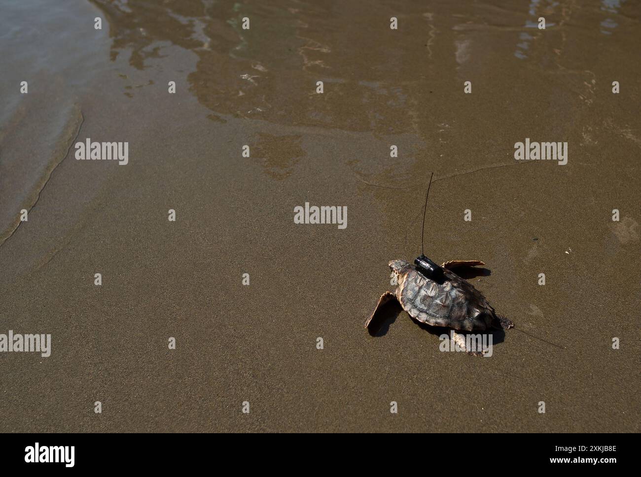 A loggerhead sea turtle (Caretta caretta) carrying a monitoring device ...