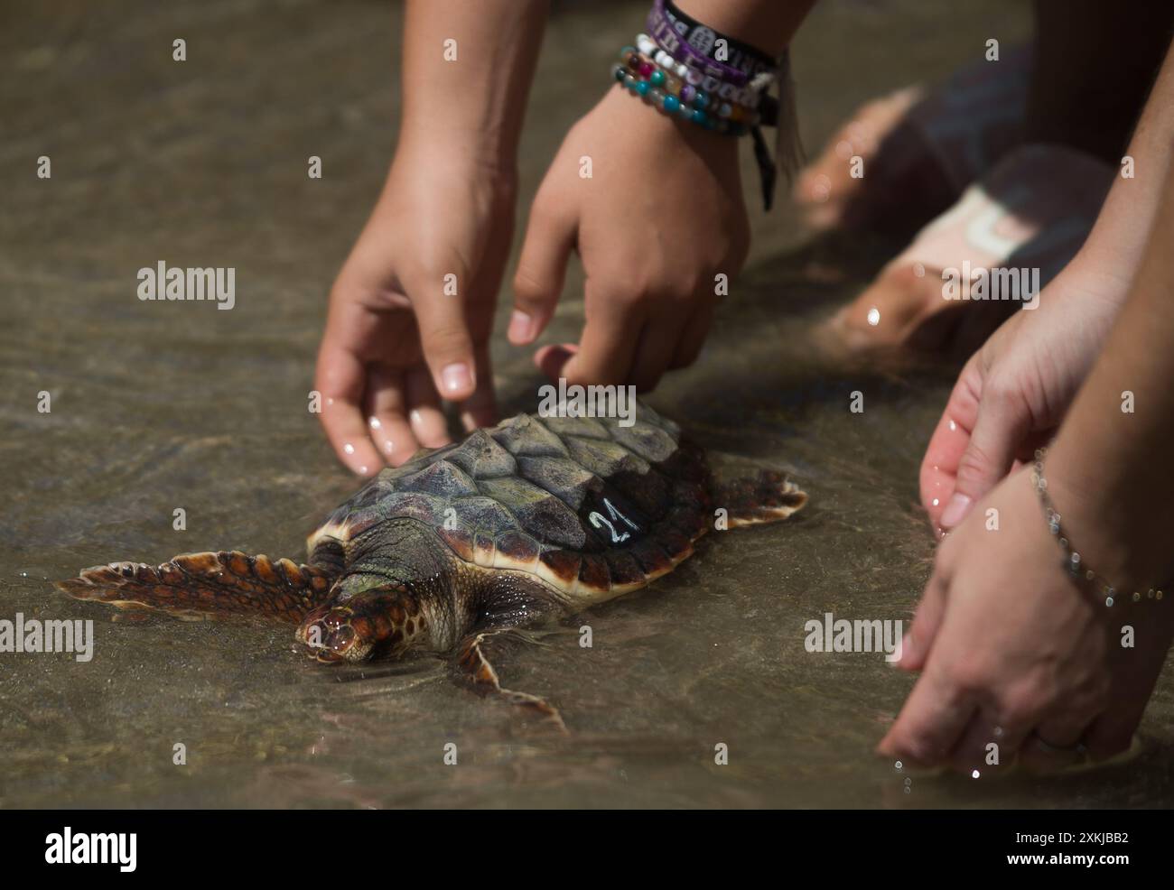 A loggerhead sea turtle (Caretta caretta) is seen heading to the ...