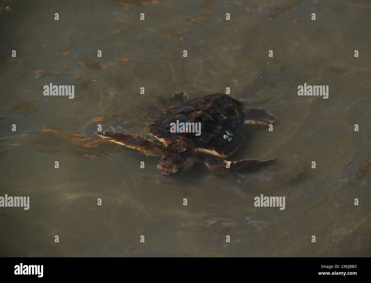 A loggerhead sea turtle (Caretta caretta) carrying a monitoring device ...