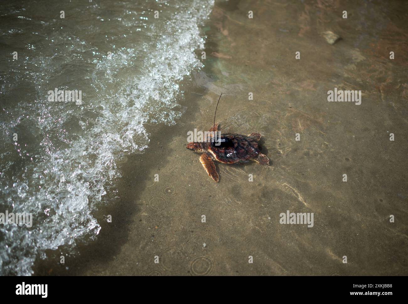 A loggerhead sea turtle (Caretta caretta) carrying a monitoring device ...