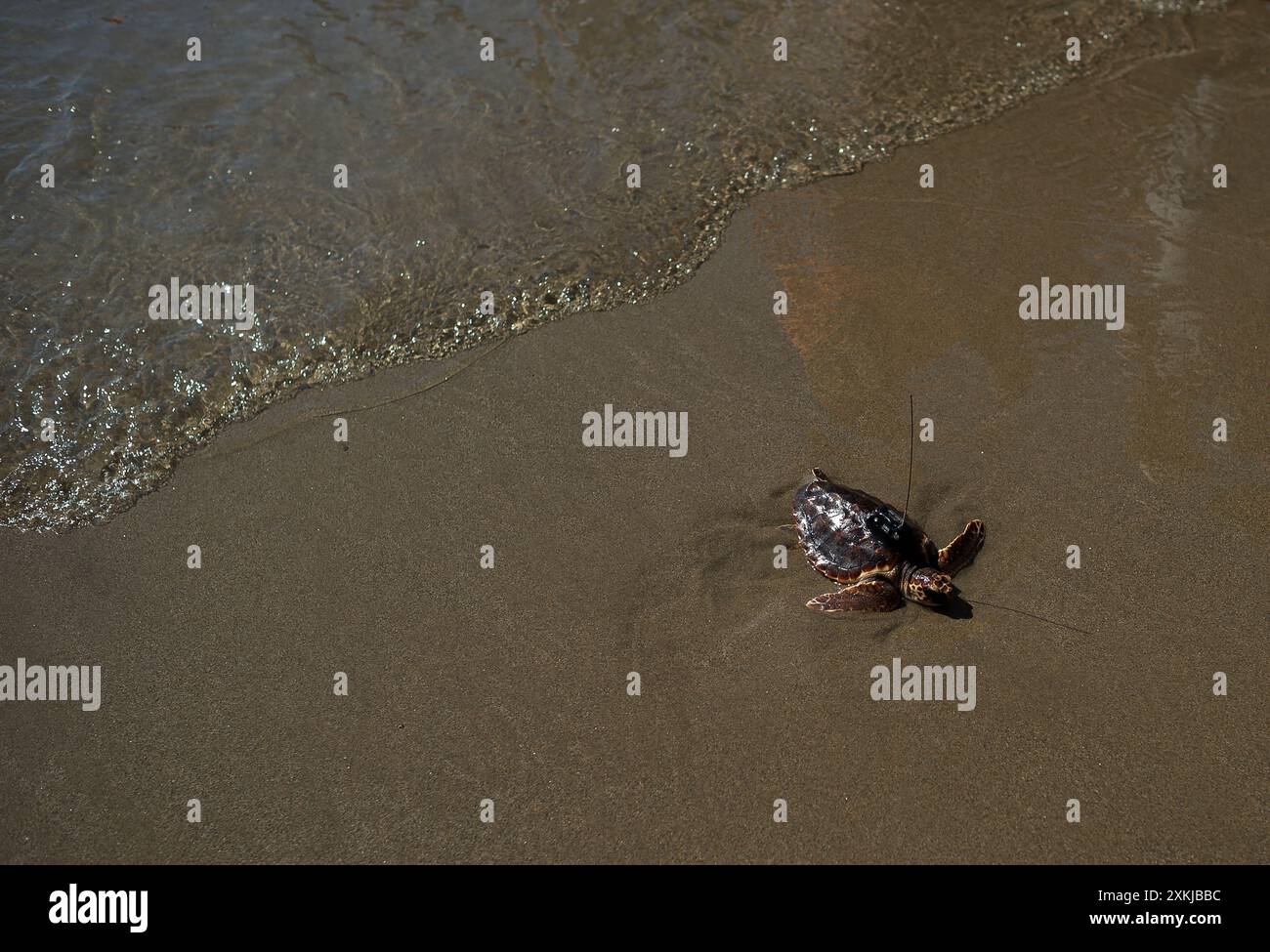 A loggerhead sea turtle (Caretta caretta) carrying a monitoring device ...