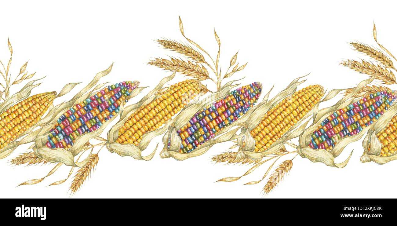 Corn seamless border clipart illustrates colorful watercolor corn cobs ...