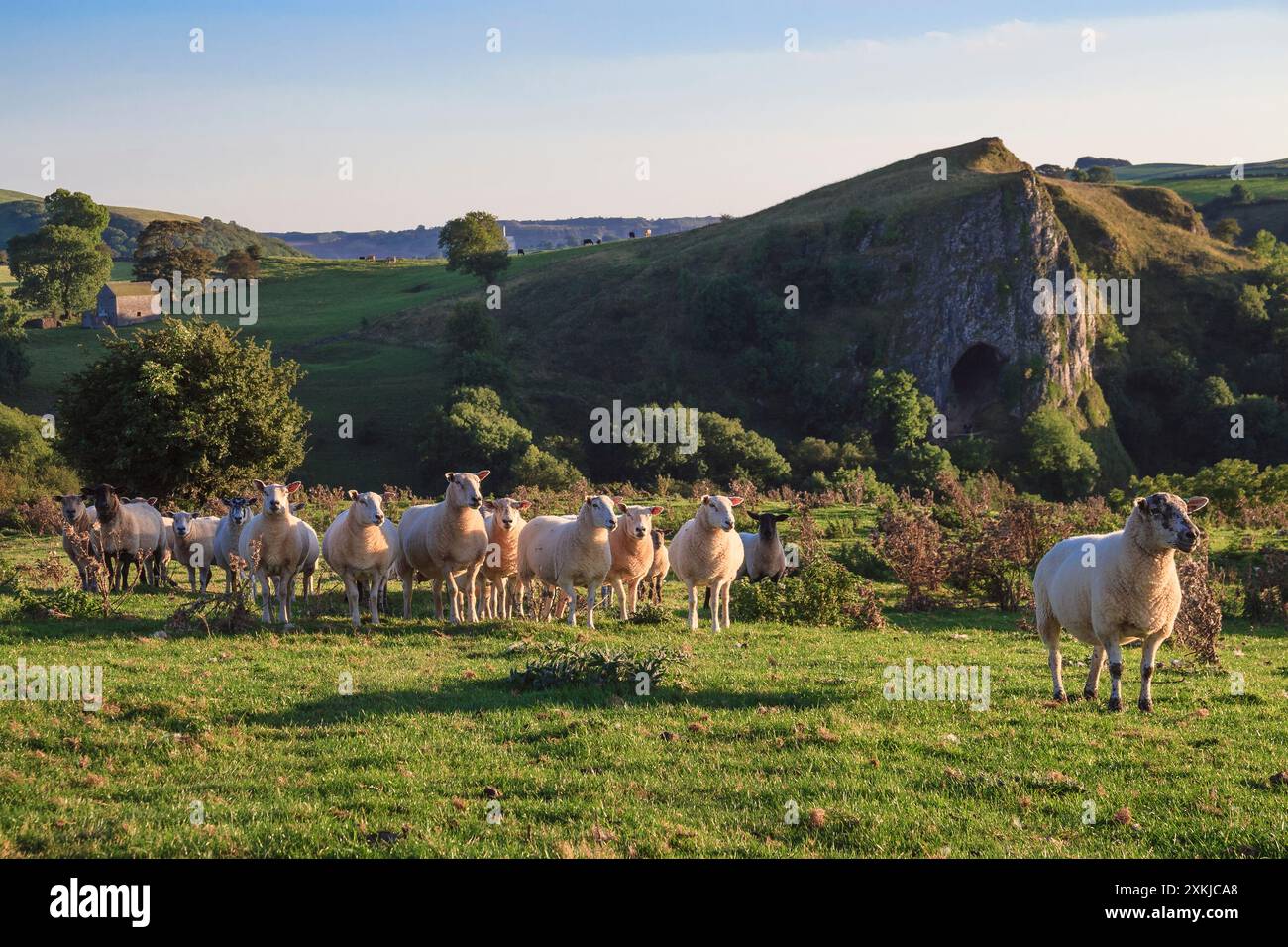 A flock of sheep with Thor's Cave in the background, Wetton, Manifold ...