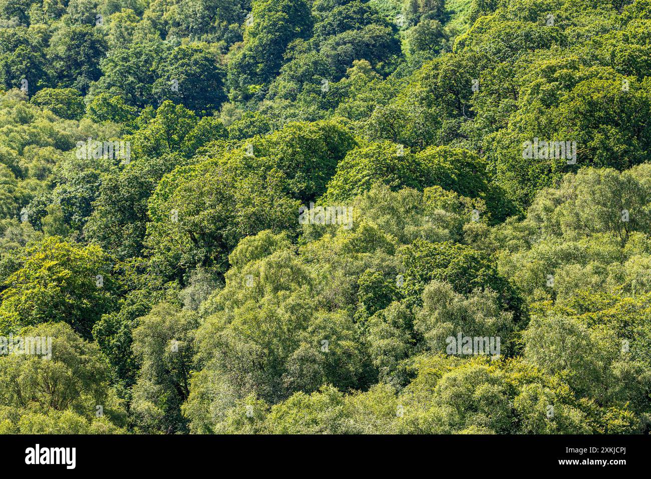 Mixed deciduous ancient woodland tree canopy in Exmoor National Park at ...