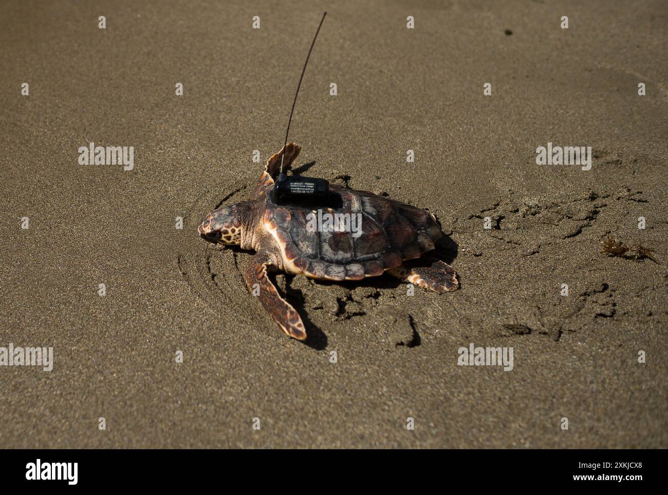 A loggerhead sea turtle (Caretta caretta) carrying a monitoring device ...
