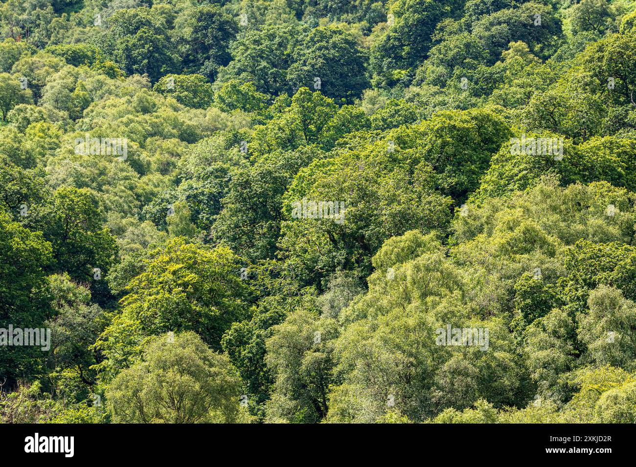Mixed deciduous ancient woodland tree canopy in Exmoor National Park at ...