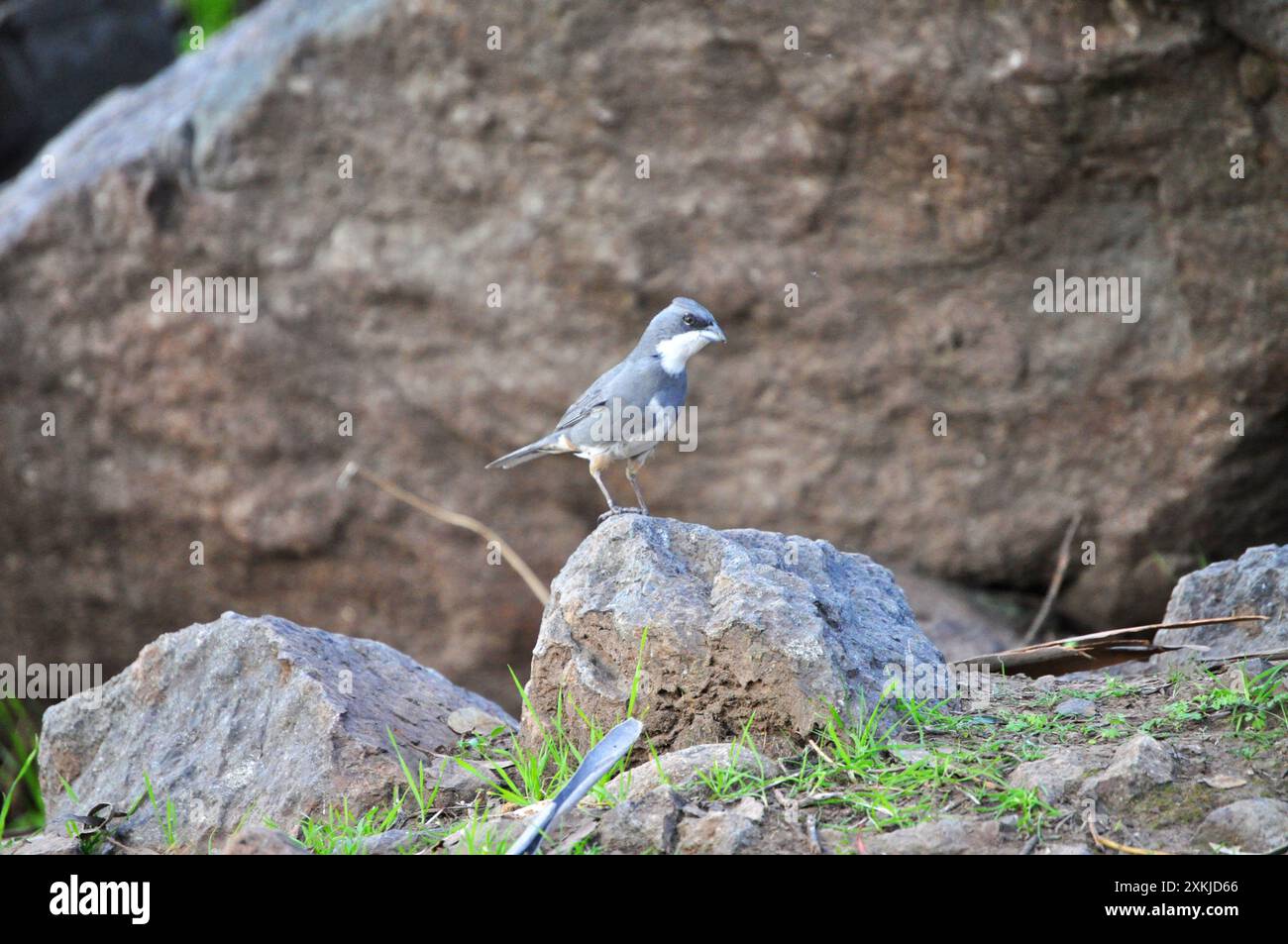 Bluish wings hi-res stock photography and images - Alamy