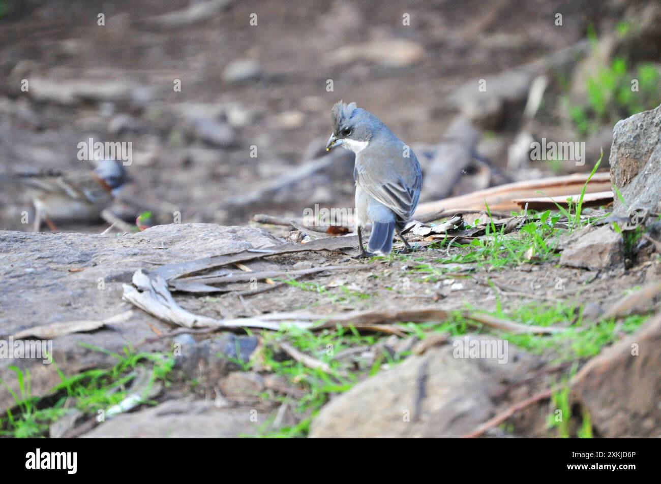 Common diuca feeding, small bluish bird Stock Photo - Alamy