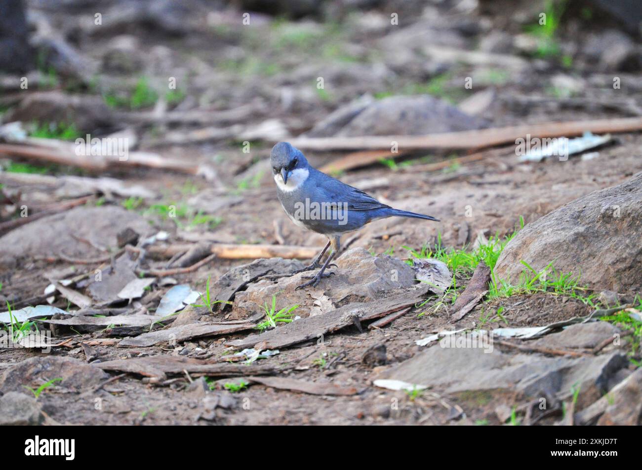 Diuca diuca hi-res stock photography and images - Alamy