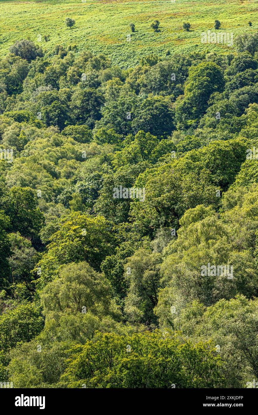 Mixed deciduous ancient woodland tree canopy giving way to moorland on ...