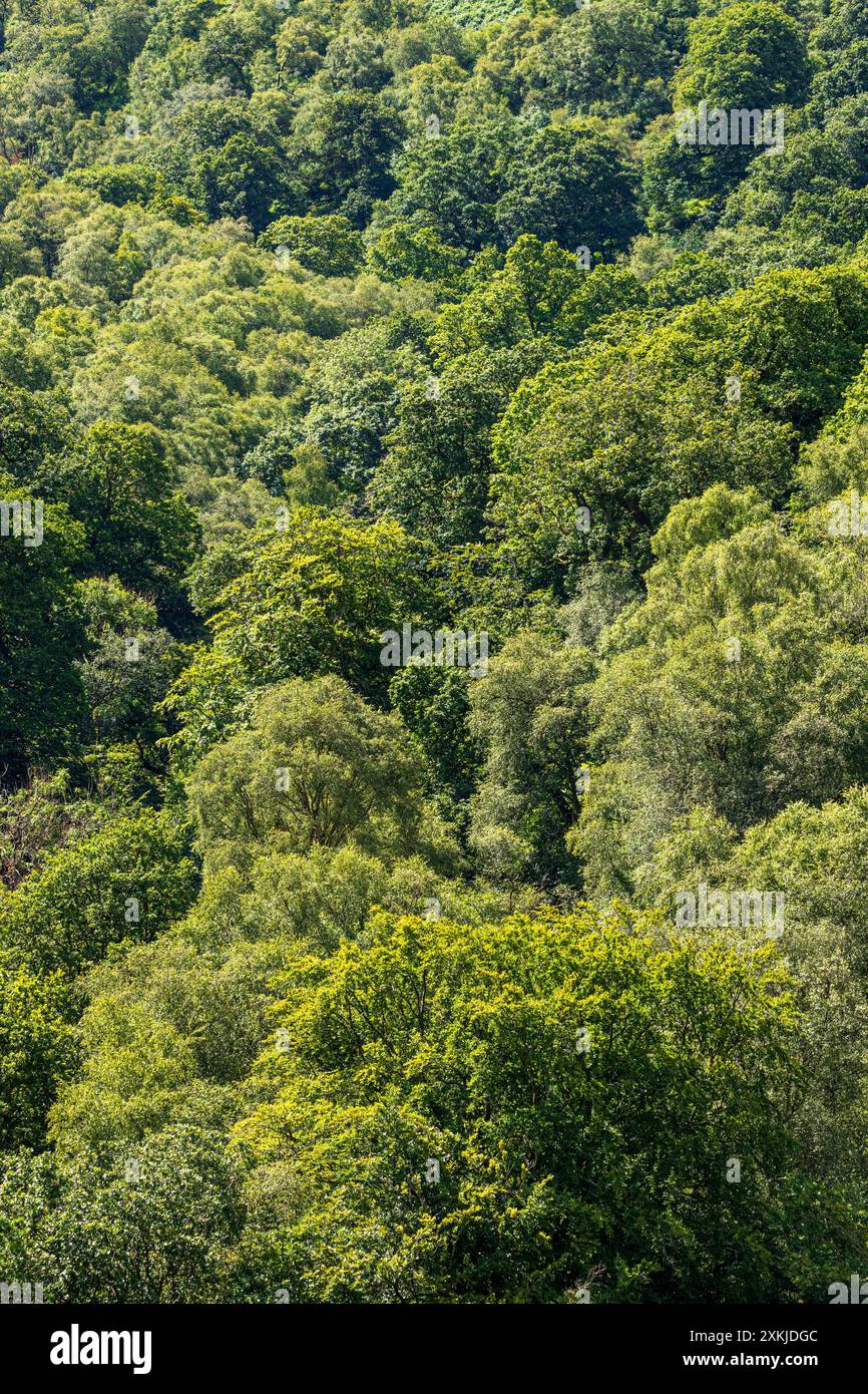 Mixed deciduous ancient woodland tree canopy in Exmoor National Park at ...