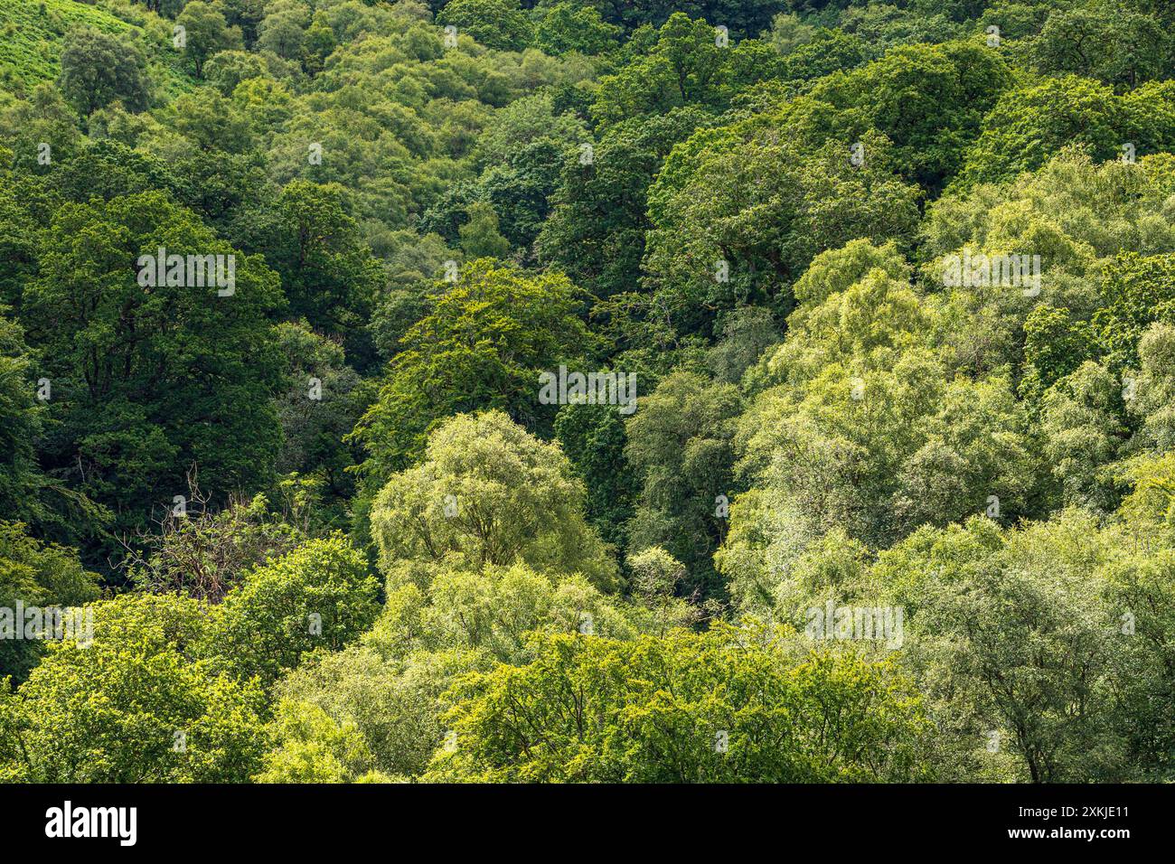 Mixed deciduous ancient woodland tree canopy in Exmoor National Park at ...