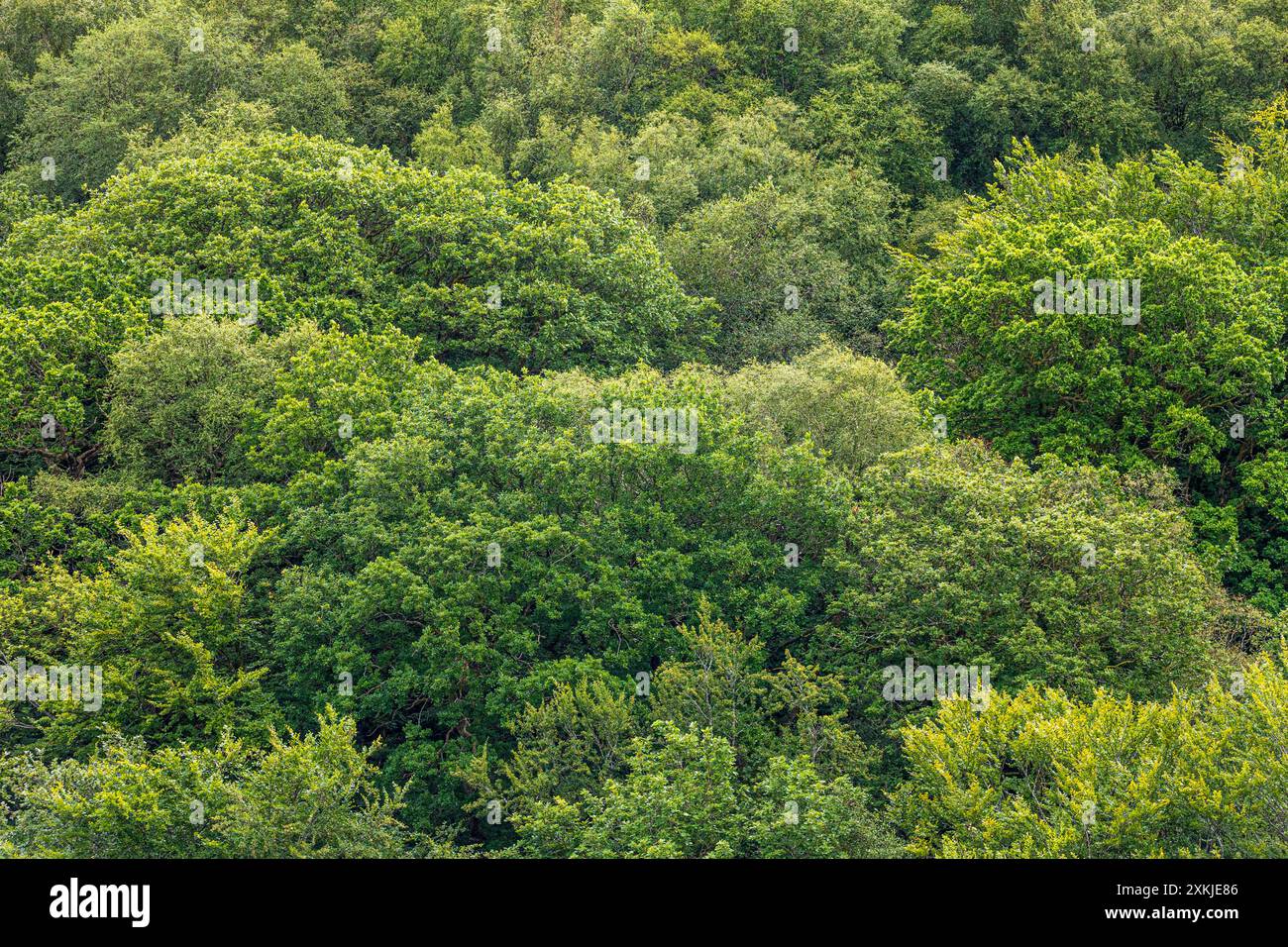 Mixed deciduous ancient woodland tree canopy in Exmoor National Park at ...