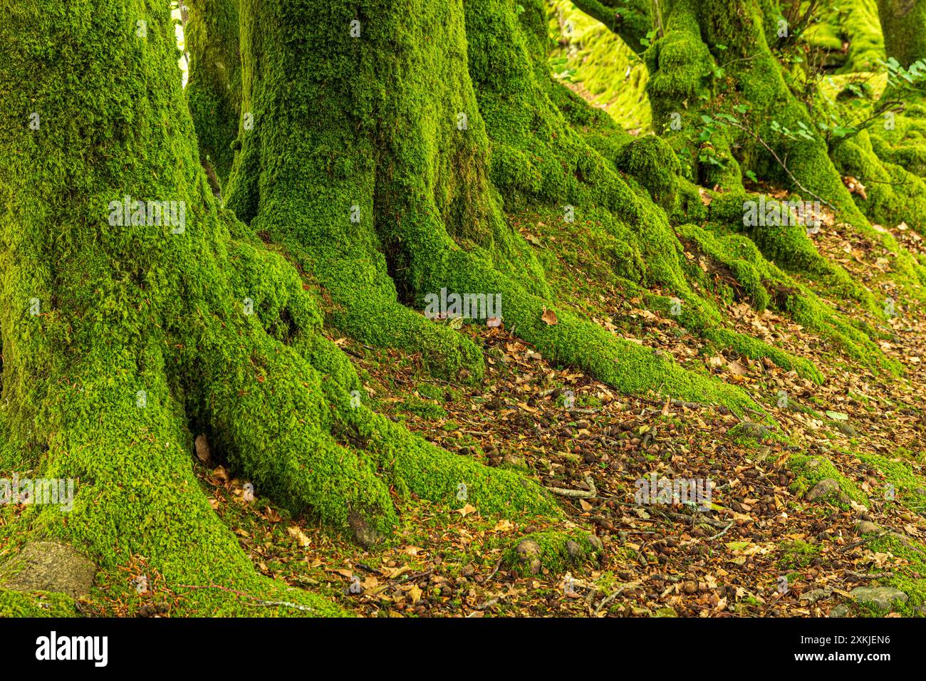 Moss growing at the foot of beech trees in Exmoor National Park at ...