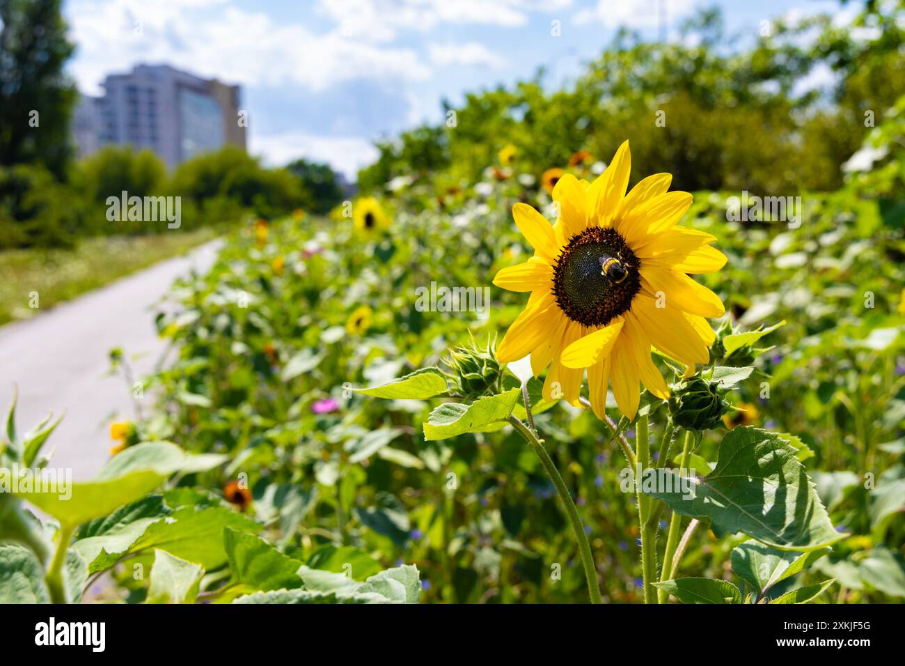 Bumble bee pollinating sunflower on a sunflower / wildflower meadow ...