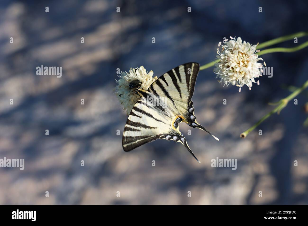 Butterfly in the natural habitat of the rare swallowtail Stock Photo ...