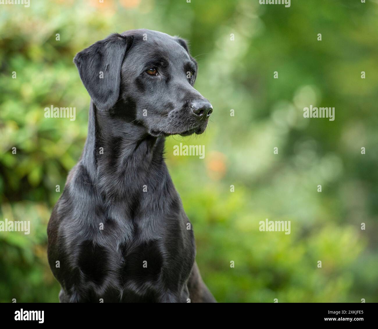 black Labrador Retriever Stock Photo - Alamy