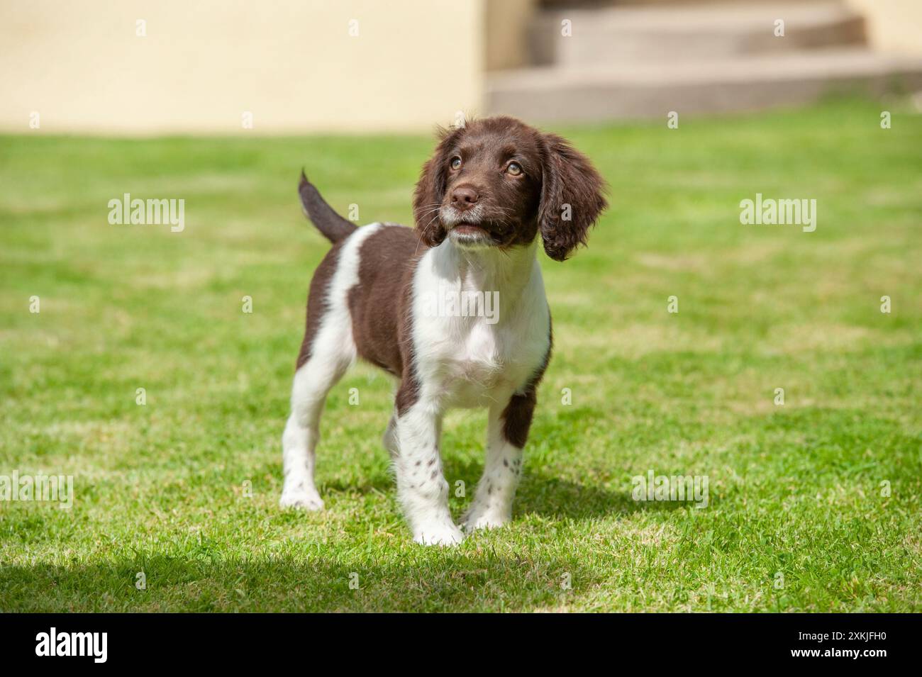 English Springer Spaniel puppy on lawn Stock Photo - Alamy