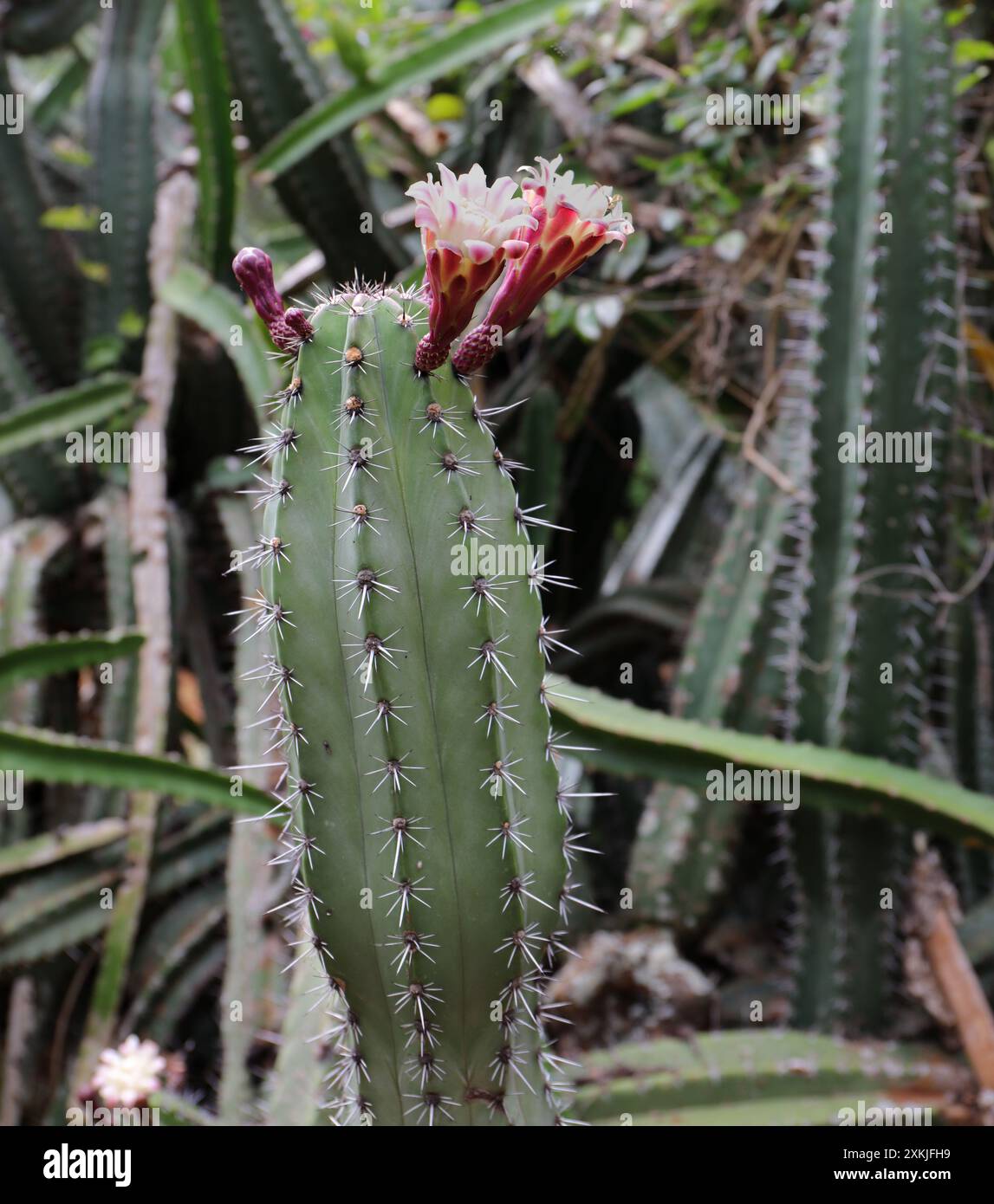 Short columnar flowers hi-res stock photography and images - Alamy