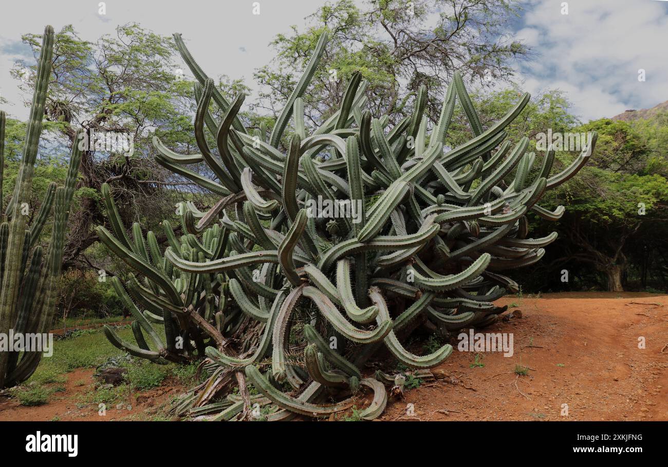 A huge sprawling Columnar Cactus growing in Koko Crater Botanical ...