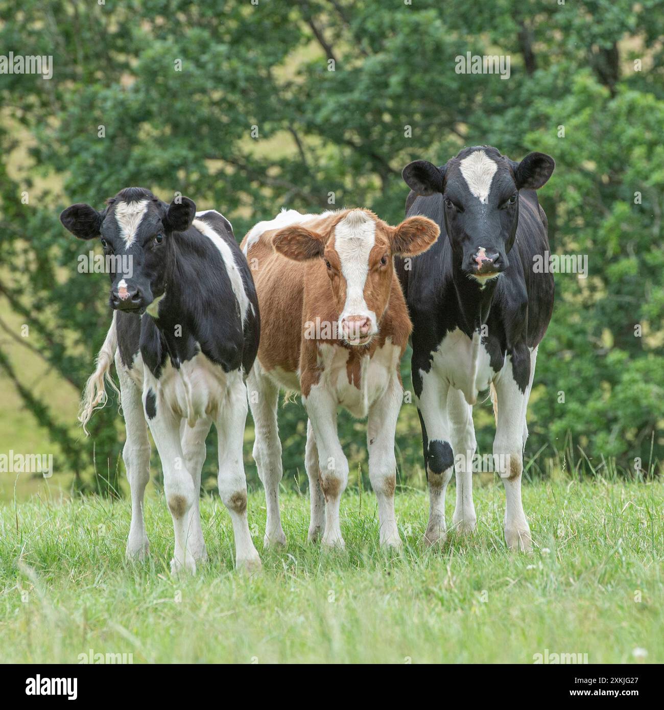 dairy heifer cows in a field in summer, three cows Stock Photo - Alamy