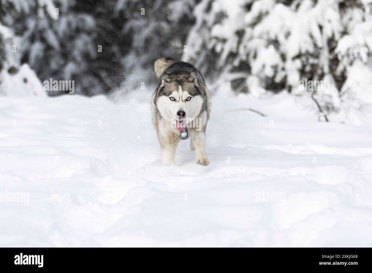 Shaking off snow hi-res stock photography and images - Alamy