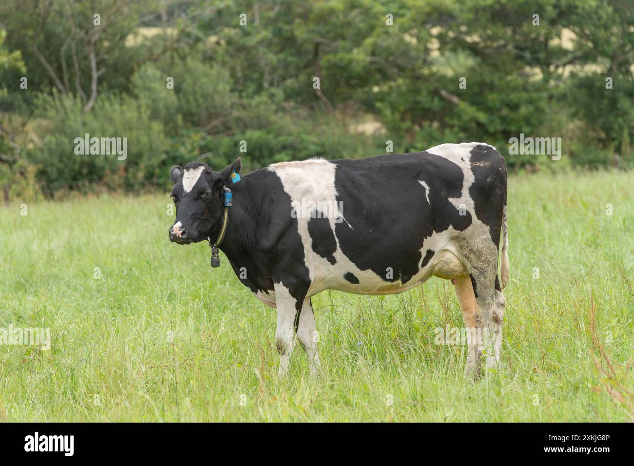 Cow looking camera in field hi-res stock photography and images - Alamy