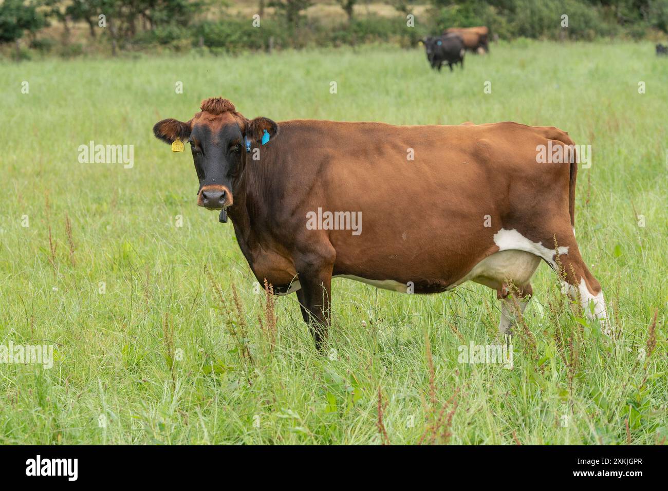 Field with a cow hi-res stock photography and images - Alamy