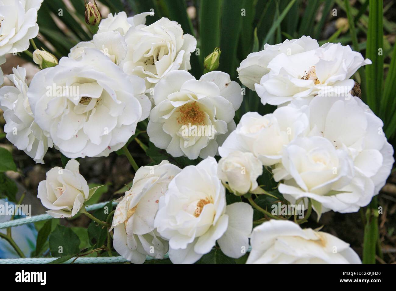 Close up of the white blooms of Rosa 'Iceberg' Stock Photo - Alamy