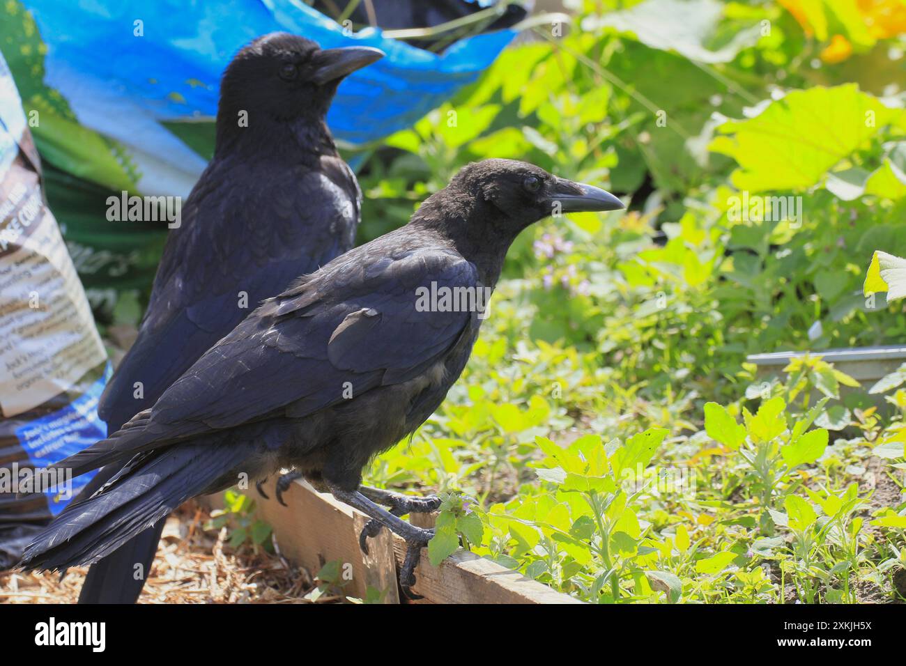 Young crows hi-res stock photography and images - Alamy