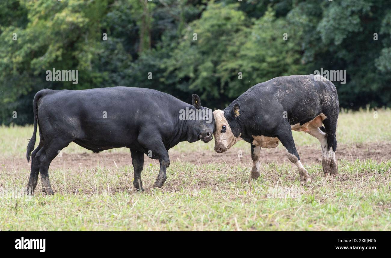 bulls fighting in a field Stock Photo - Alamy