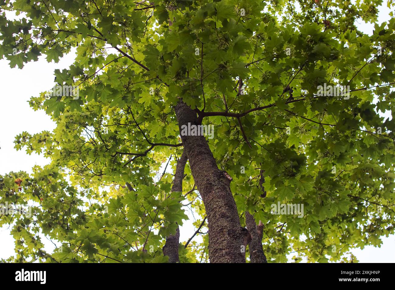 Observing a tree with abundant green leaves in a natural landscape ...