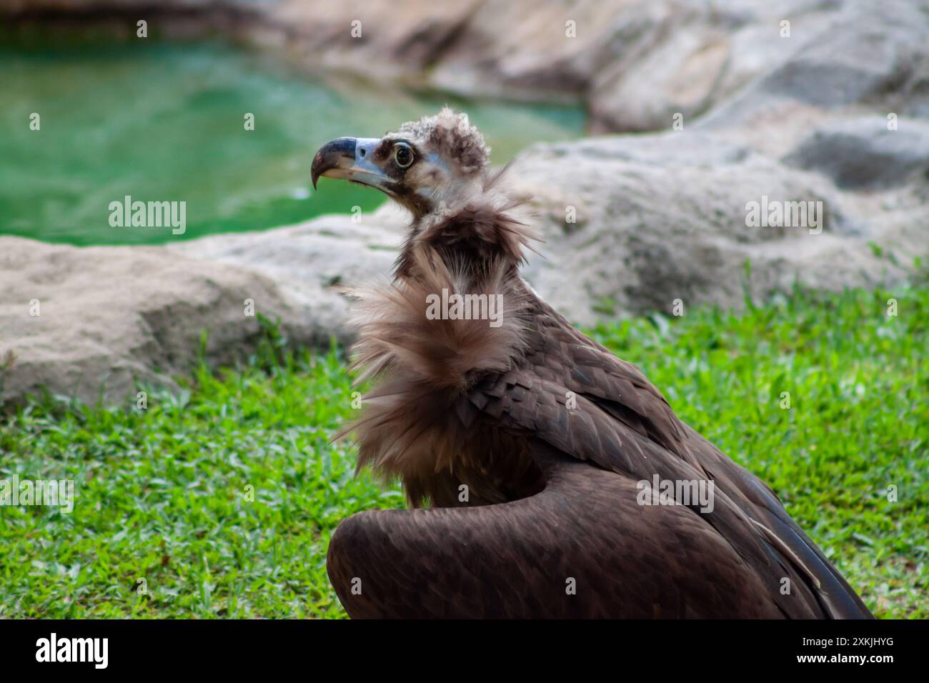 Asian king vulture hi-res stock photography and images - Alamy