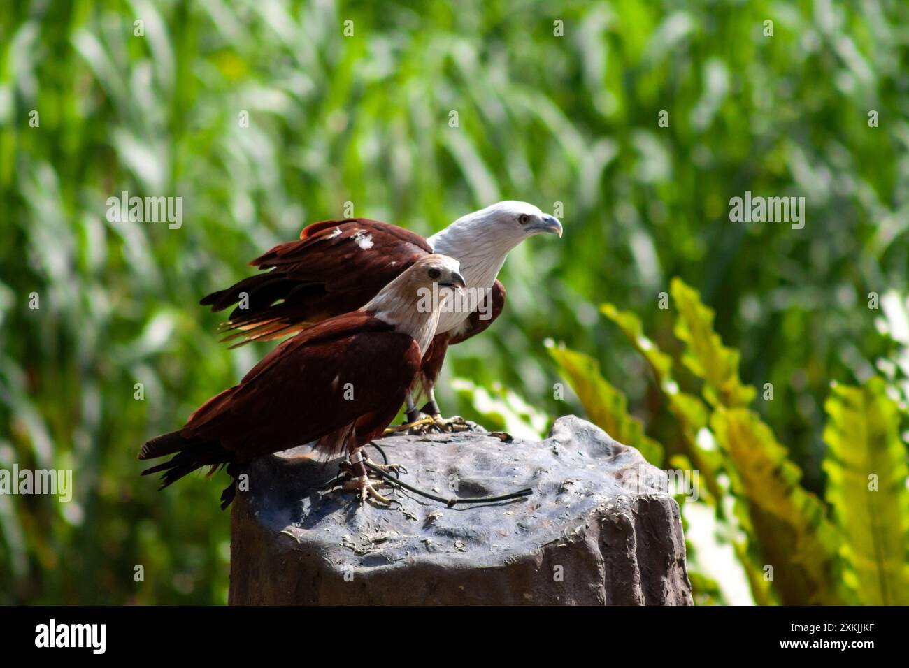Two African fish eagle sitting on a log looking at target Stock Photo ...