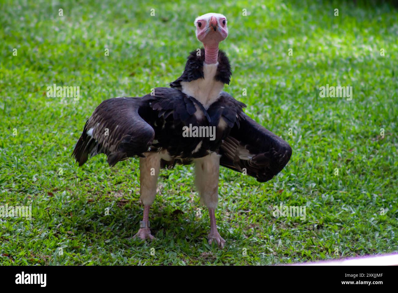 A photo of a Vulture looking into the camera Stock Photo - Alamy