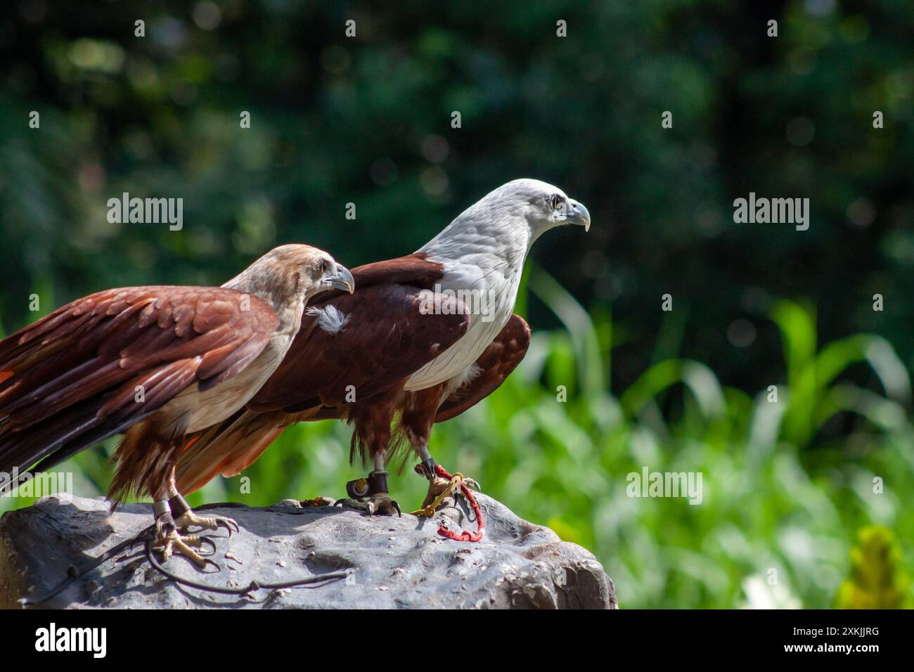Two African fish eagle sitting on a log looking at target Stock Photo ...