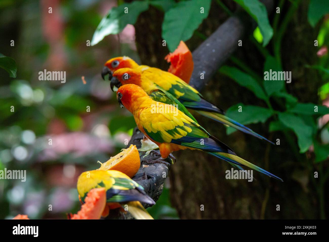 Two sun conure hi-res stock photography and images - Alamy