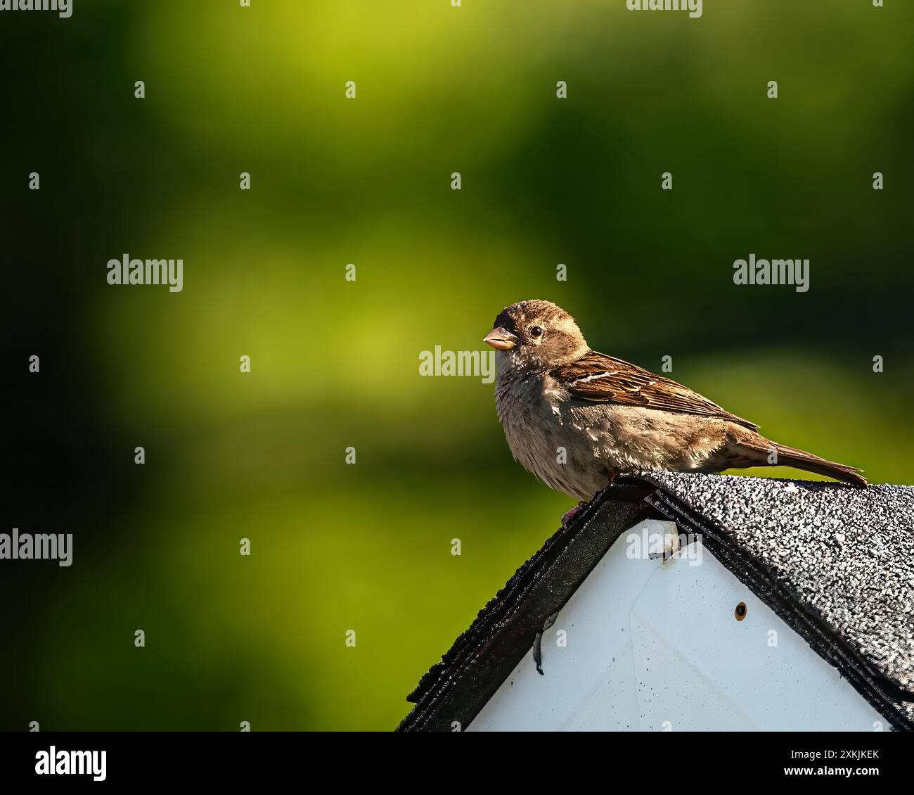 Brown house sparrow hi-res stock photography and images - Alamy