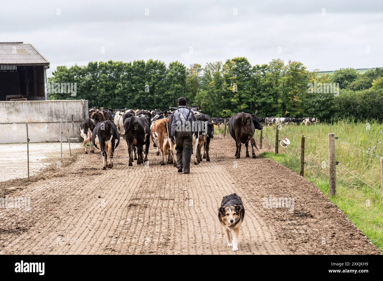 Herdsman walking his cows back to the field Stock Photo - Alamy