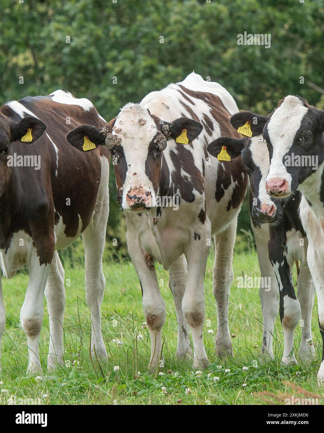 Three dairy cows cattle hi-res stock photography and images - Alamy