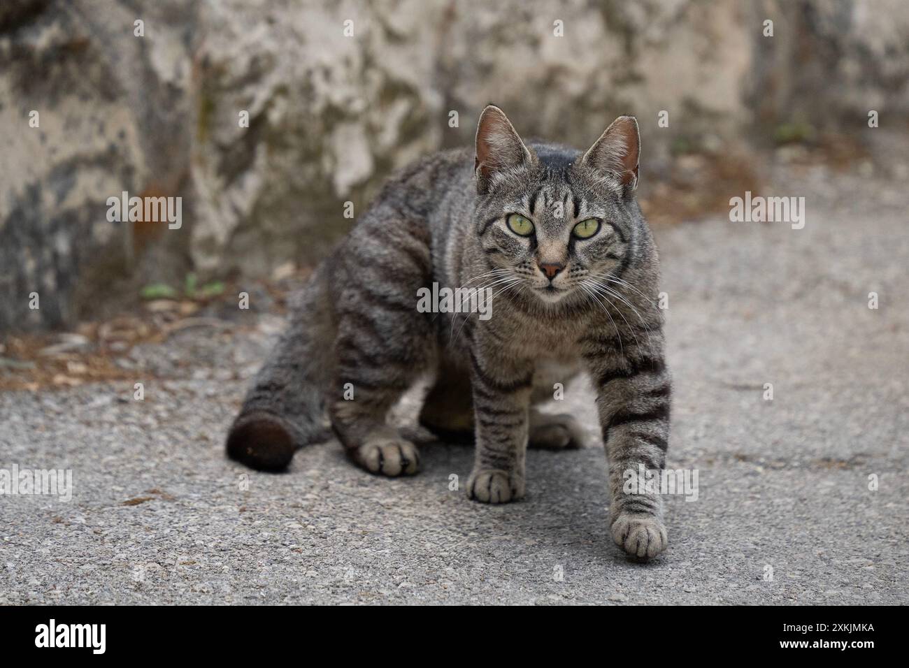 Feral gray cat green eyes hi-res stock photography and images - Alamy