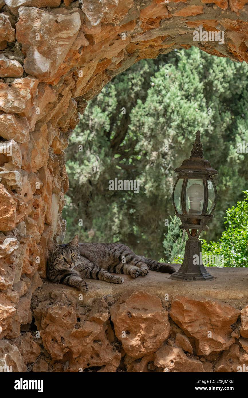 A gray tabby alley cat, resting in the shade of a decorative stone arch ...