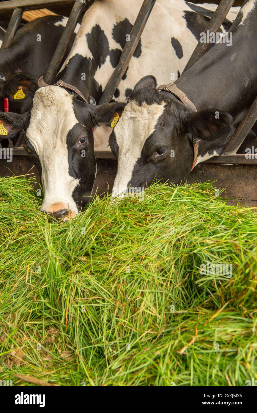 Zero grazing hi-res stock photography and images - Alamy