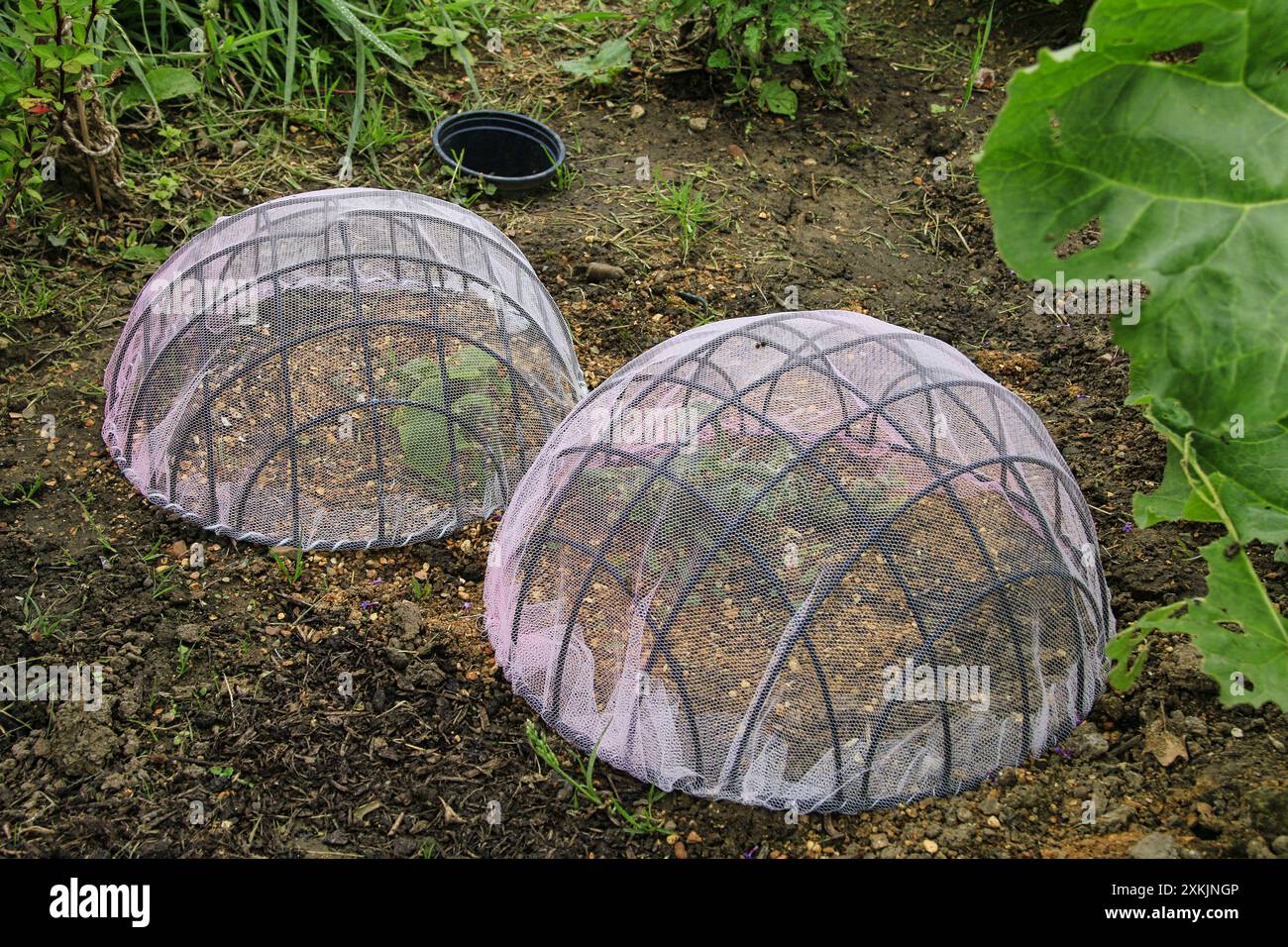 Wire hanging baskets covered in leftover pink dressmaking net and ...