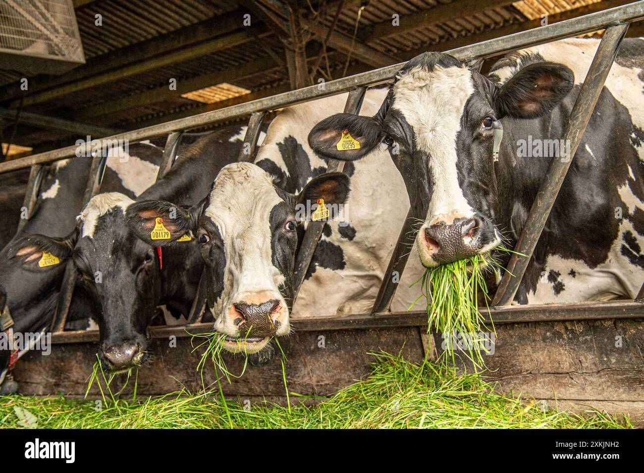 Holstein cows , zero grazing, eating fresh grass Stock Photo - Alamy