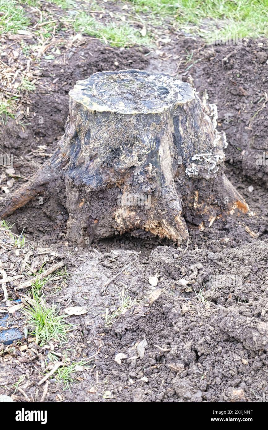 Old tree stump in the process of being dug out of the ground Stock ...
