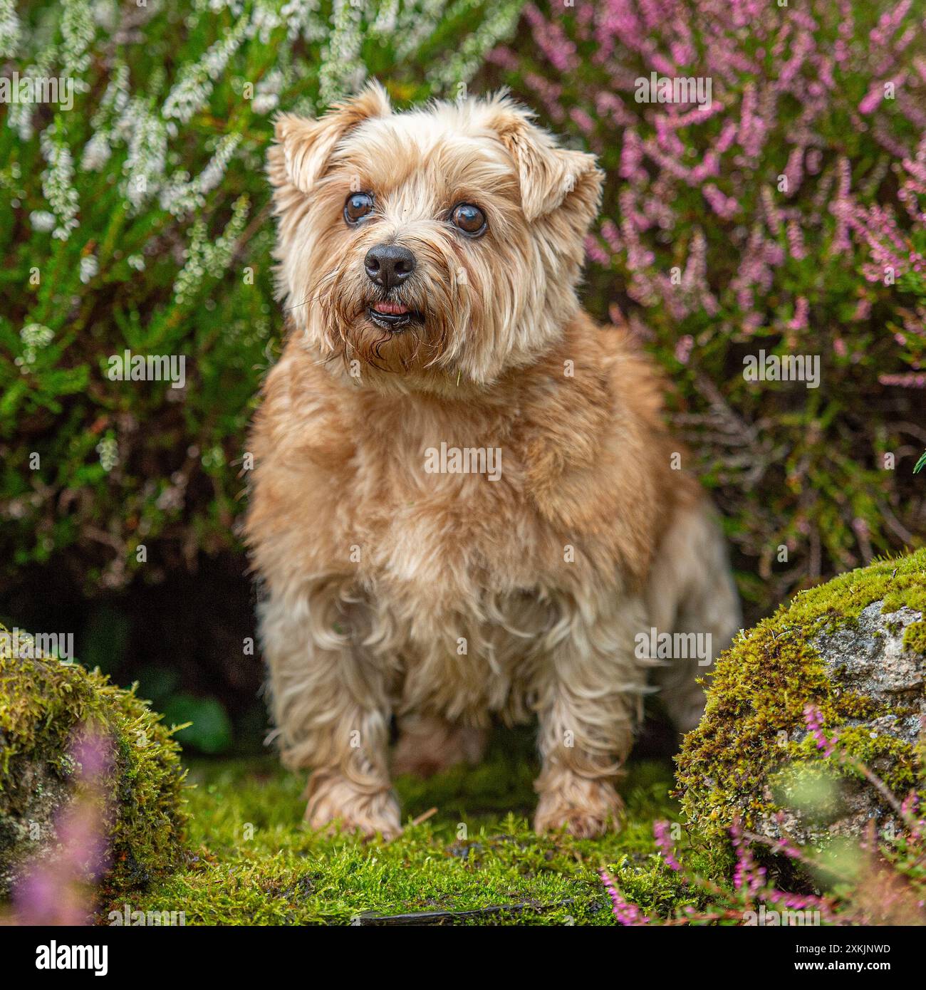 Norfolk lifestyle hi-res stock photography and images - Alamy